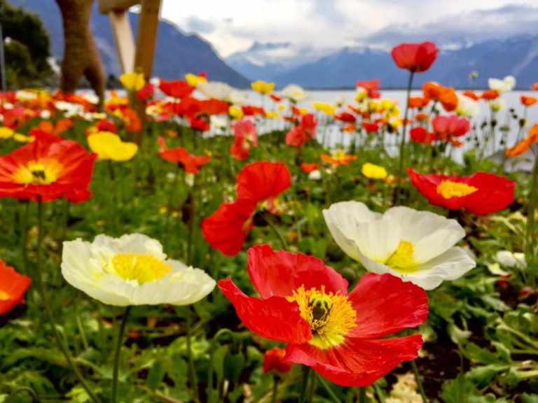 Discover Spring in Switzerland - Jan Adventures