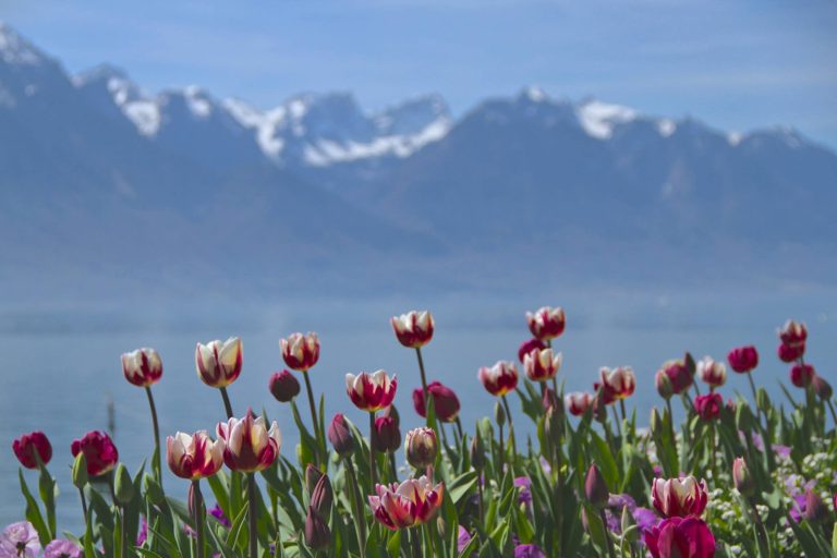 Discover Spring in Switzerland - Jan Adventures