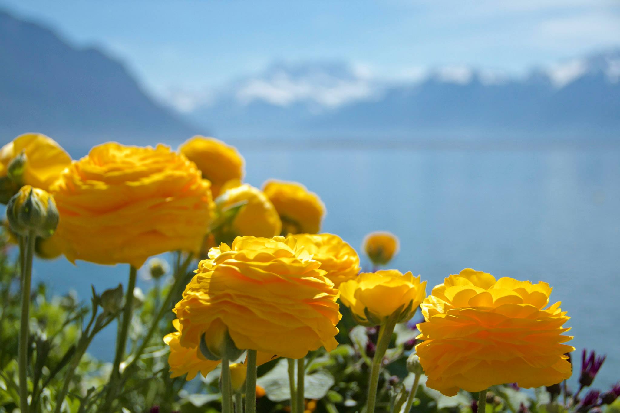 Discover Spring in Switzerland - Jan Adventures