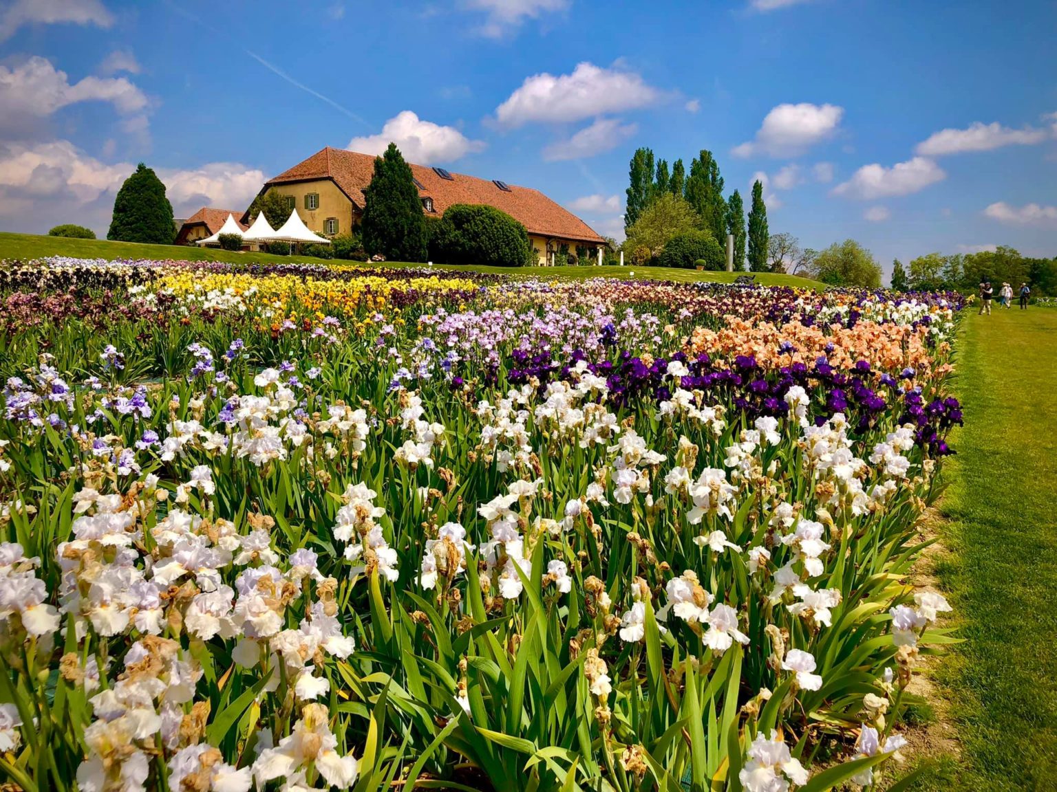 Discover Spring in Switzerland - Jan Adventures