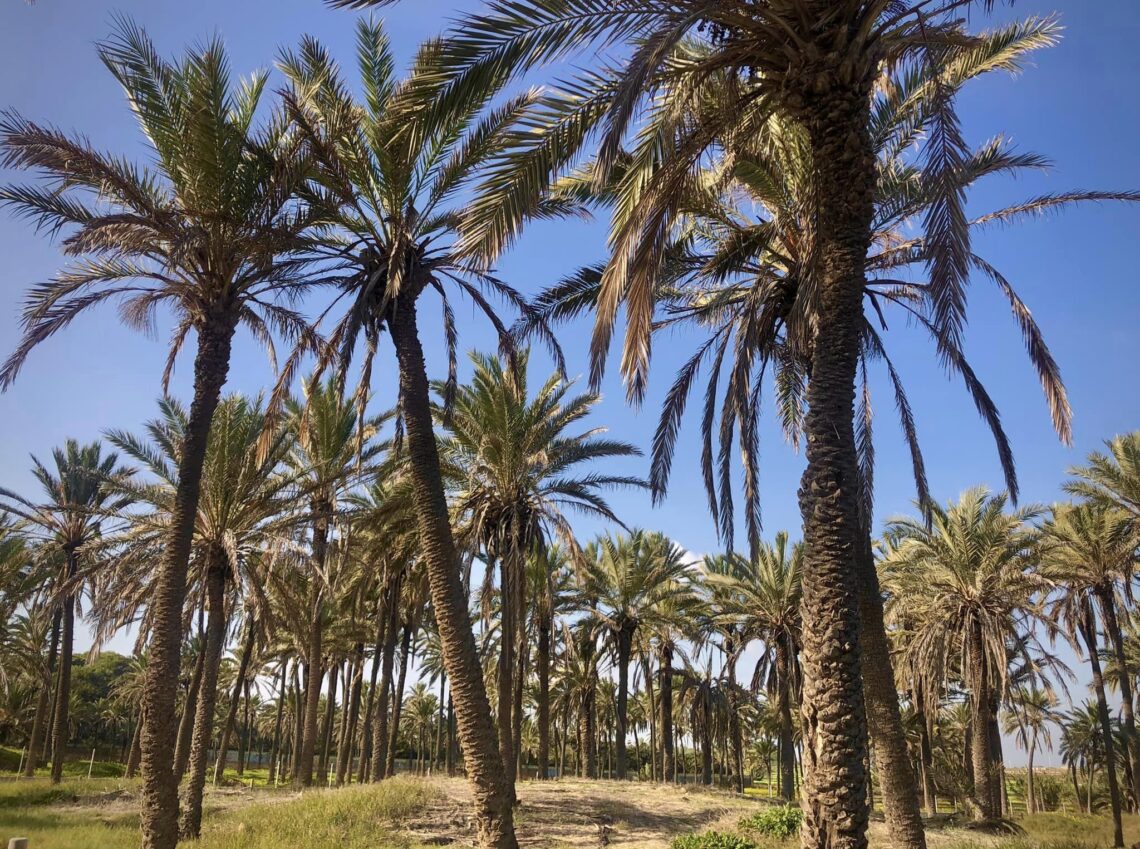 What To Do Near La Zenia Spain - Jan Adventures